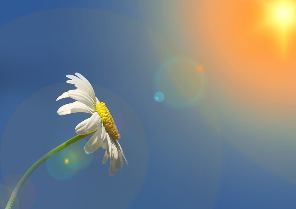 Soul Coaching® International Institute | Denise Linn's Soul Coaching ...